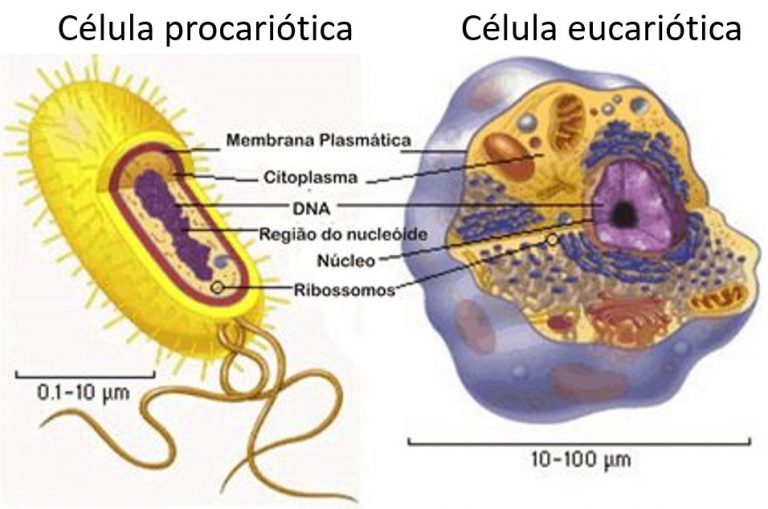 Ciências da Natureza: TIPOS DE CÉLULAS – Conexão Escola SME