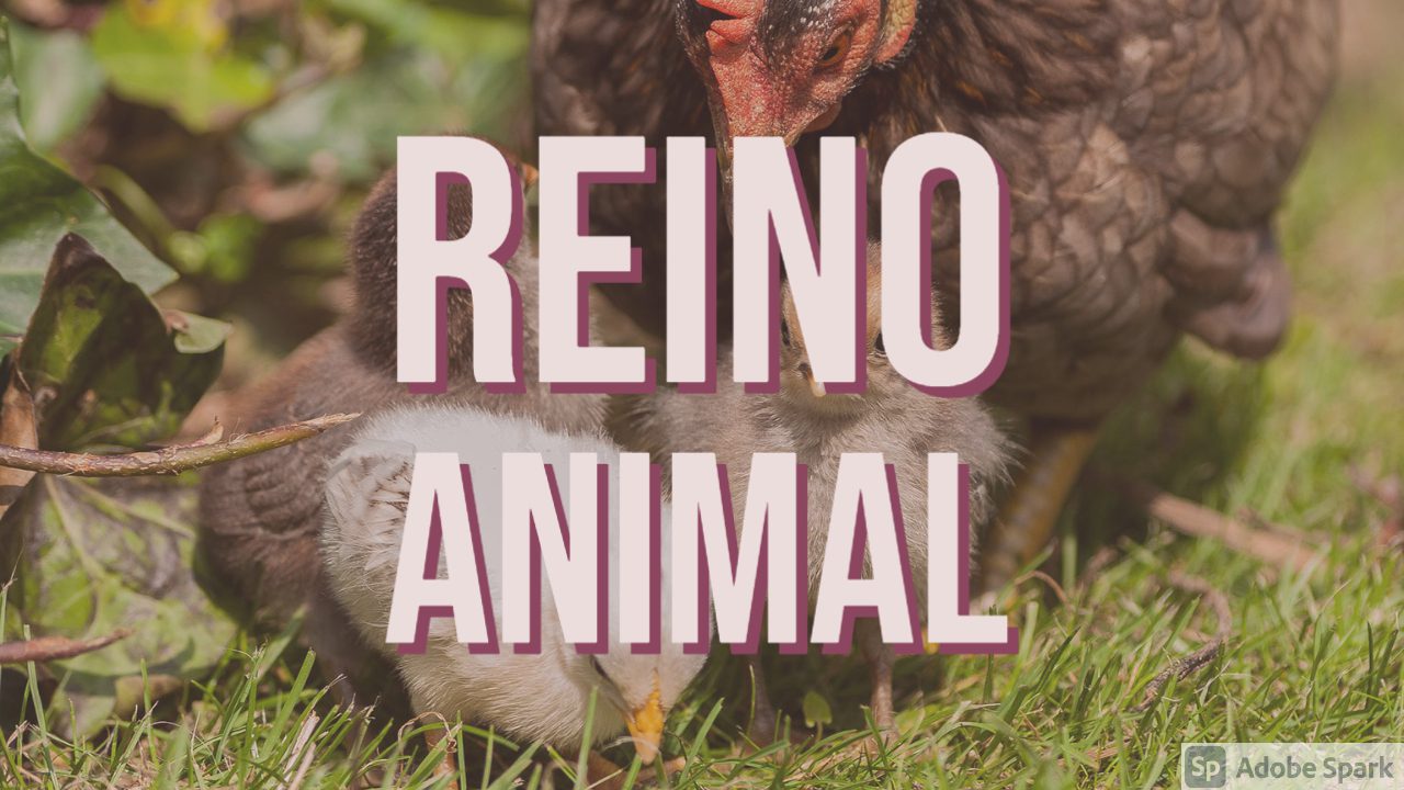 Reino Animal – Conexão Escola SME