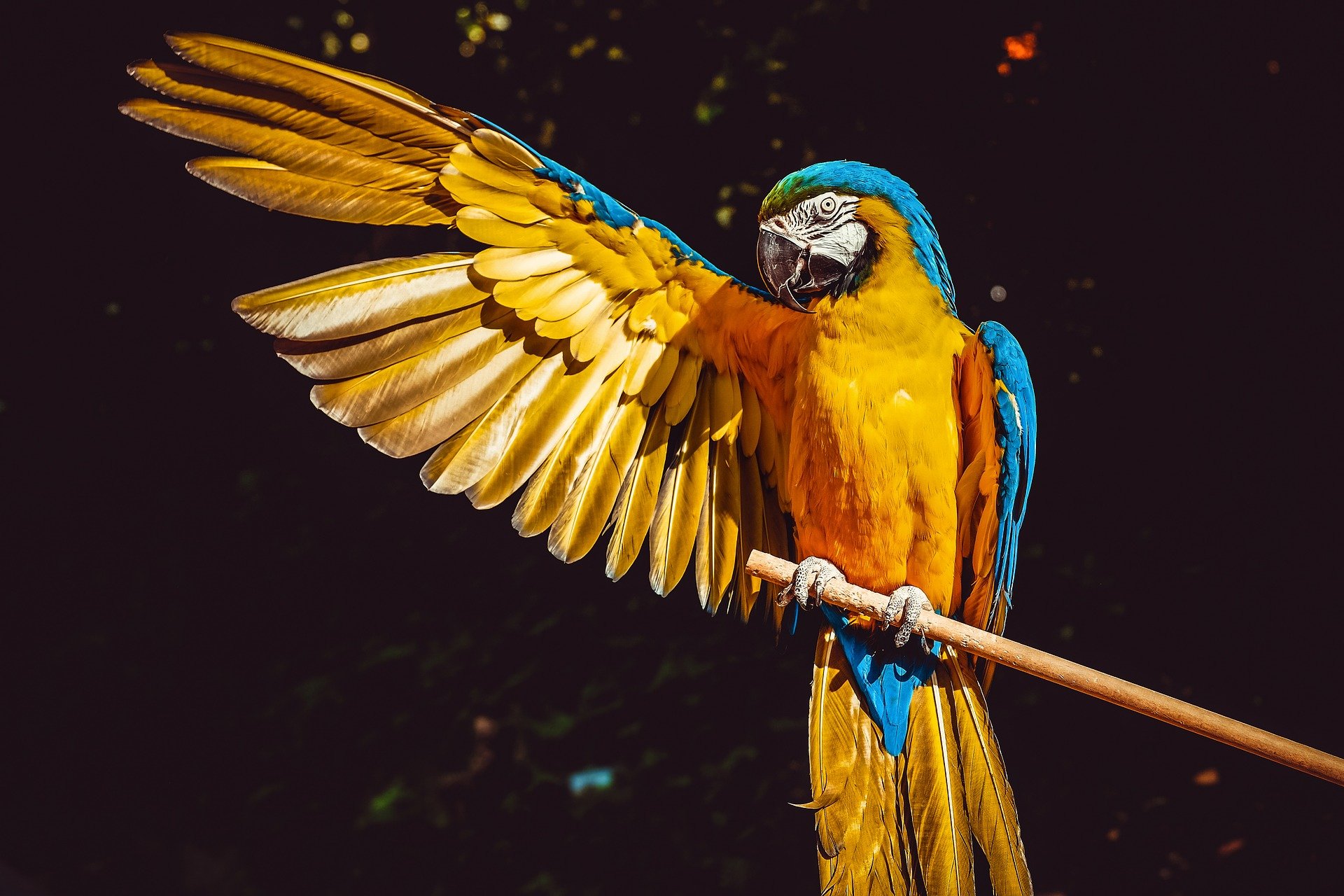 CIÊNCIAS DA NATUREZA – Seres vivos e elementos não vivos – Conexão ...