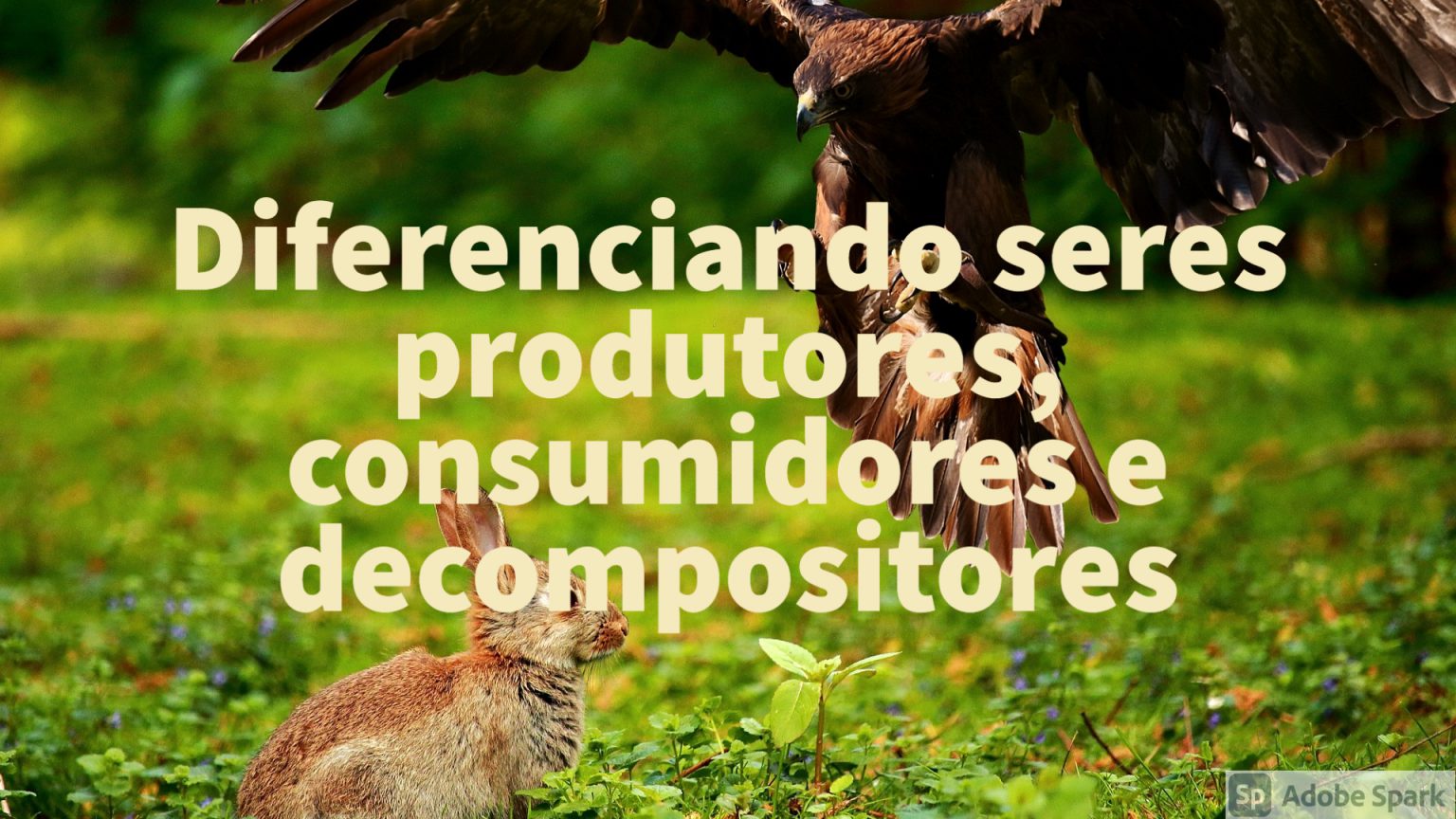 Ciências da Natureza – Cadeia Alimentar – Conexão Escola SME