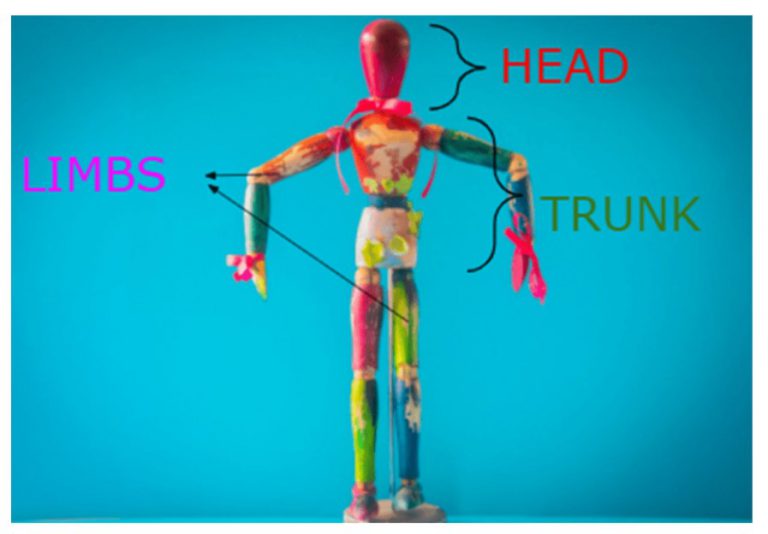 Língua Inglesa – Body Parts: Partes do corpo humano – Conexão Escola SME