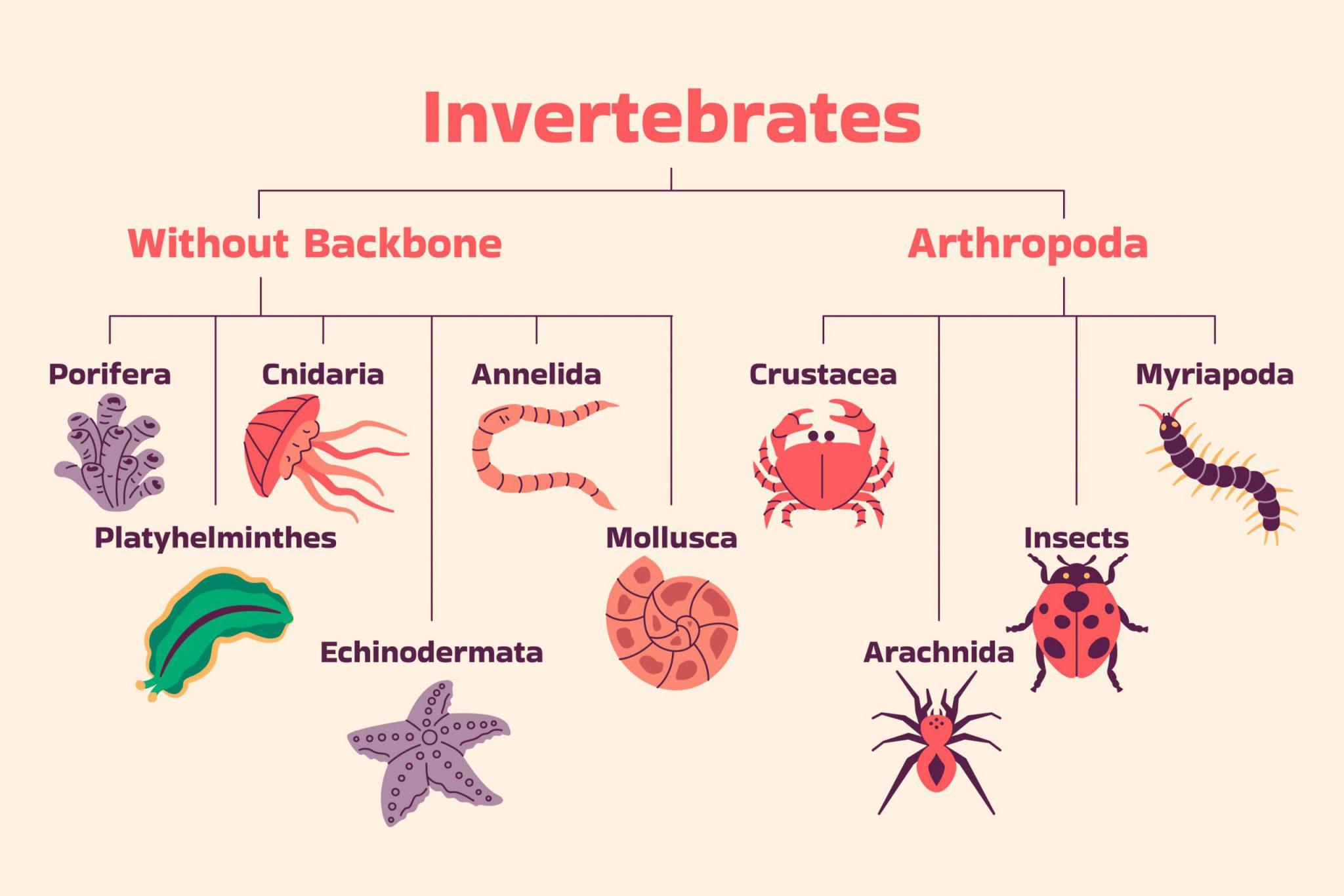 Língua Inglesa – Invertebrate animals (Animais invertebrados) – Conexão Escola SME