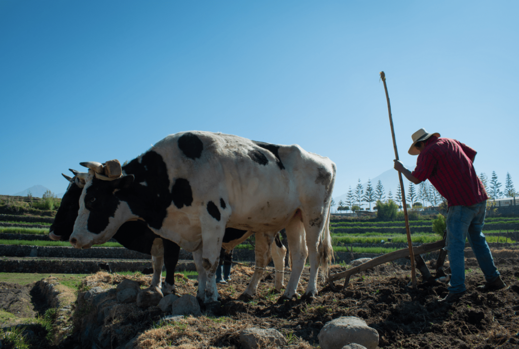 História – Brasil e o passado rural – Conexão Escola SME