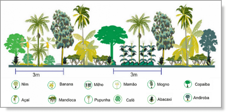 Geografia – Agrofloresta – Conexão Escola SME