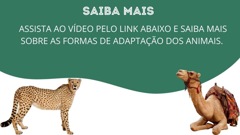 Língua Inglesa – Animals adaptations (Adaptações animais) – Conexão ...