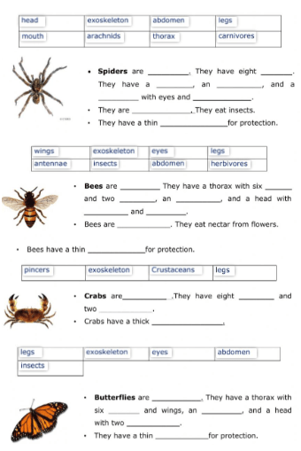 Língua Inglesa – Invertebrate animals (Animais invertebrados) – Conexão Escola SME