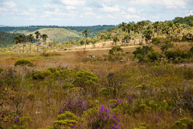 A Curiosidade tá ON: O Cerrado na região da Cidade de Goiás – Conexão ...