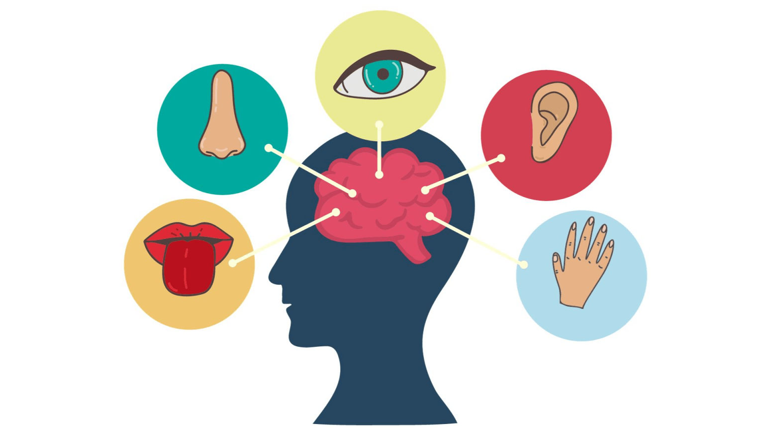 CIÊNCIAS DA NATUREZA – CORPO HUMANO: ÓRGÃOS DOS SENTIDOS E FUNÇÕES ...