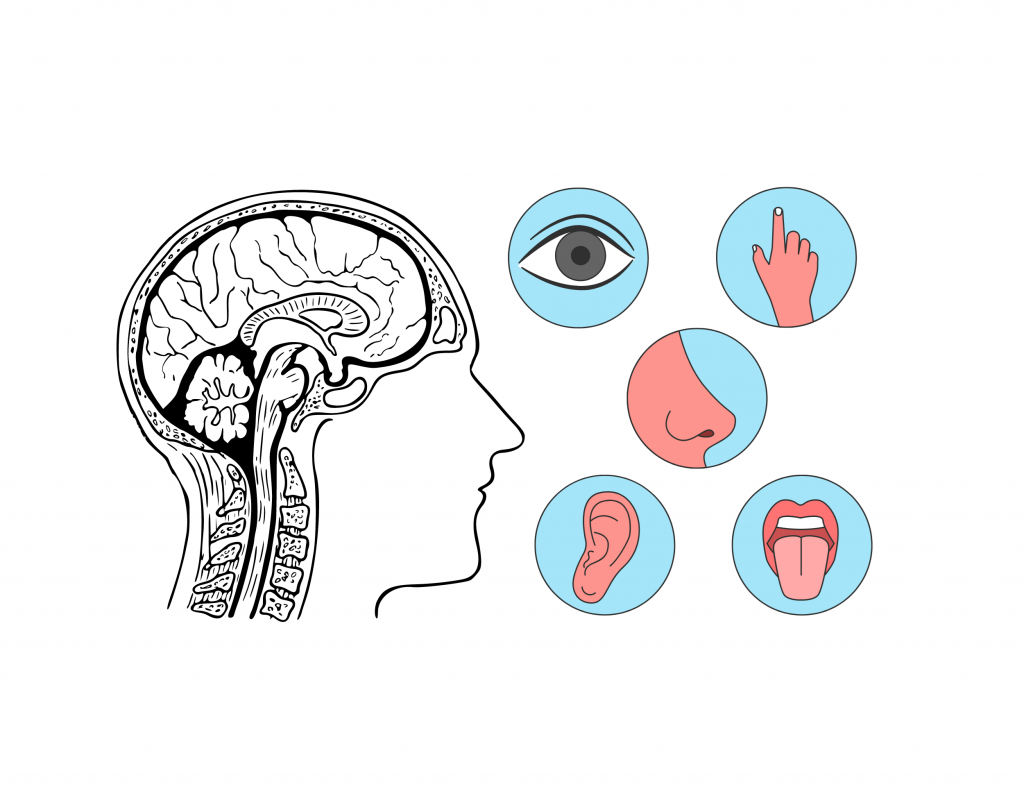 Ciências da Natureza – Órgãos dos sentidos – Conexão Escola SME