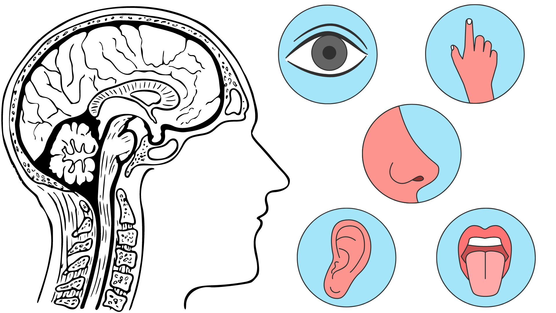 Ciências da Natureza – Órgãos dos sentidos – Conexão Escola SME