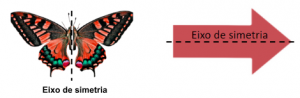 Matemática – Simetria: conceito, características e aplicações – Conexão ...