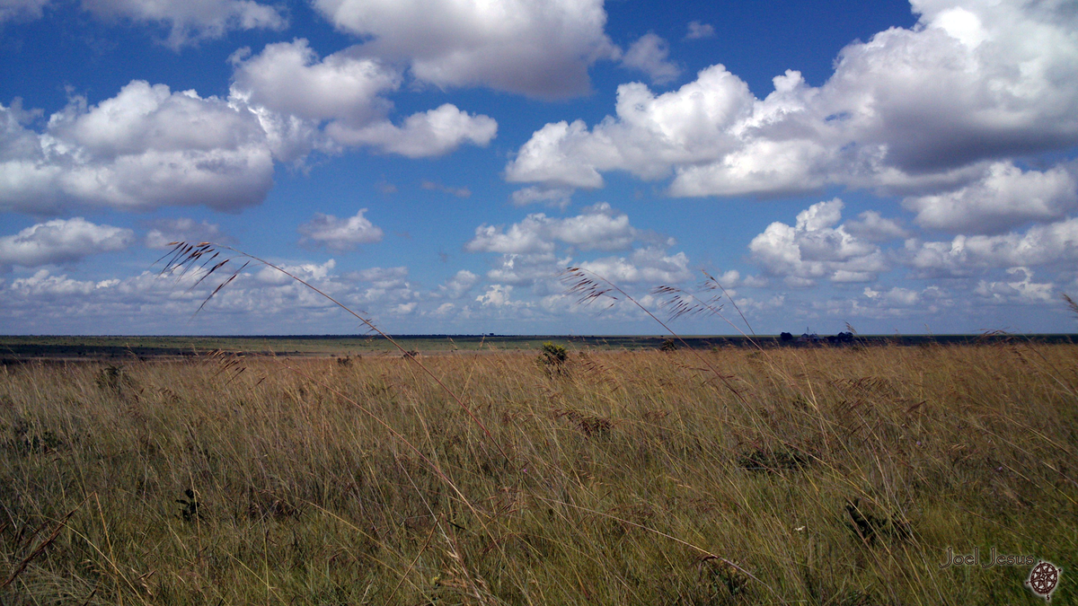 Geografia – Os tipos de Cerrado – Conexão Escola SME