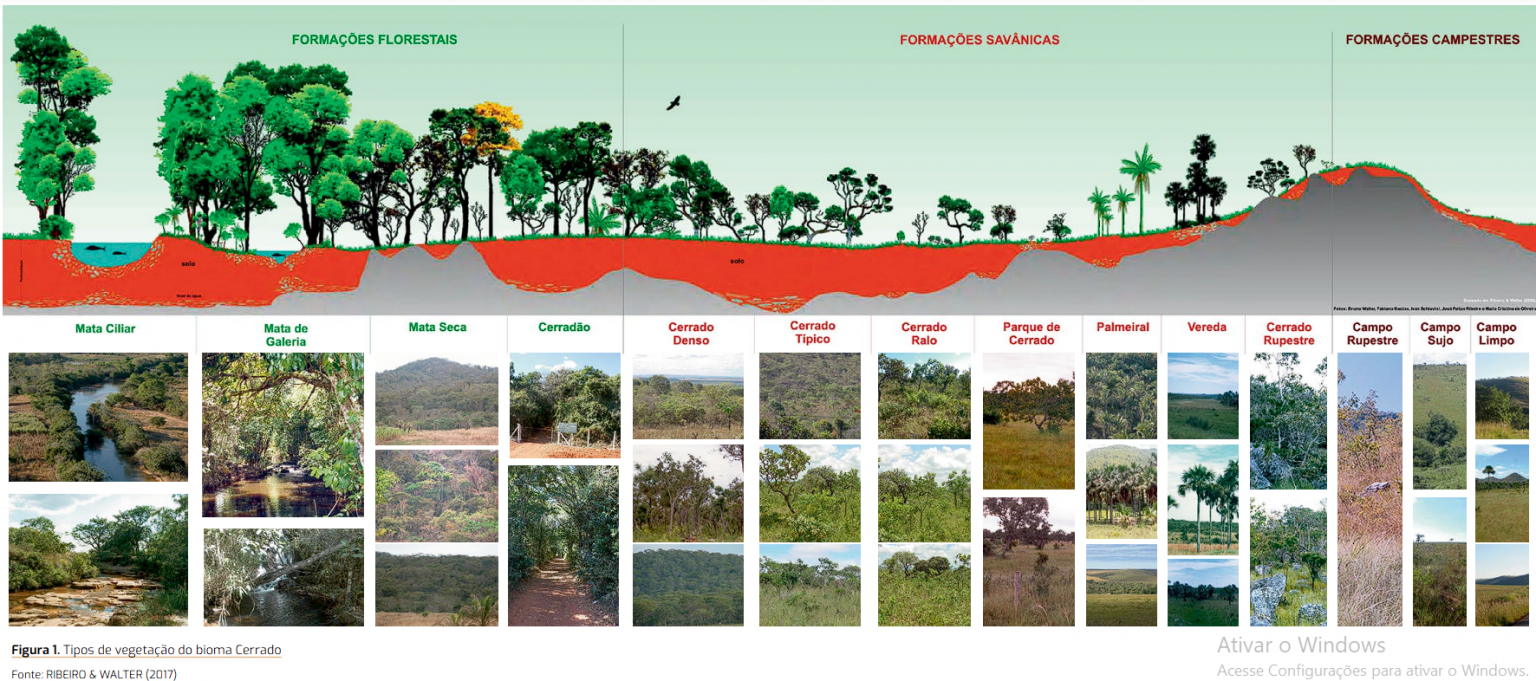 Geografia – Os tipos de Cerrado – Conexão Escola SME